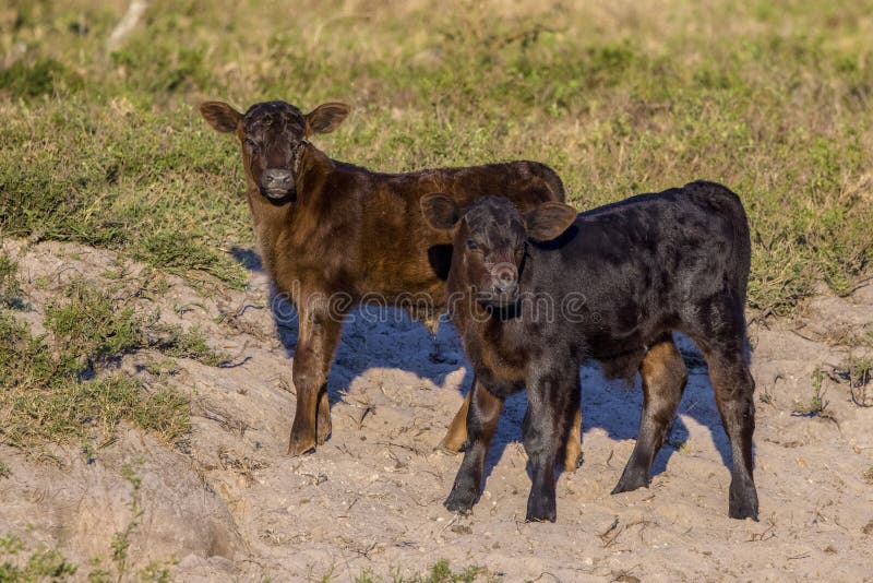 A Red and a Black Angus Calf Stock Photo - Image of dairy, farm: 280811184