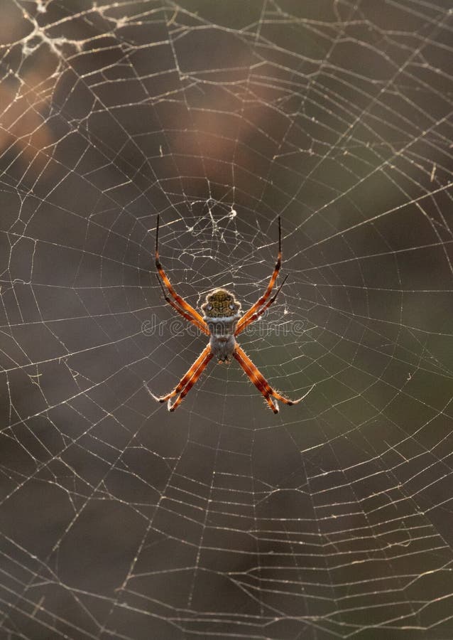 Closeup of a Red and Black Spider in Its Web Stock Image - Image of ...