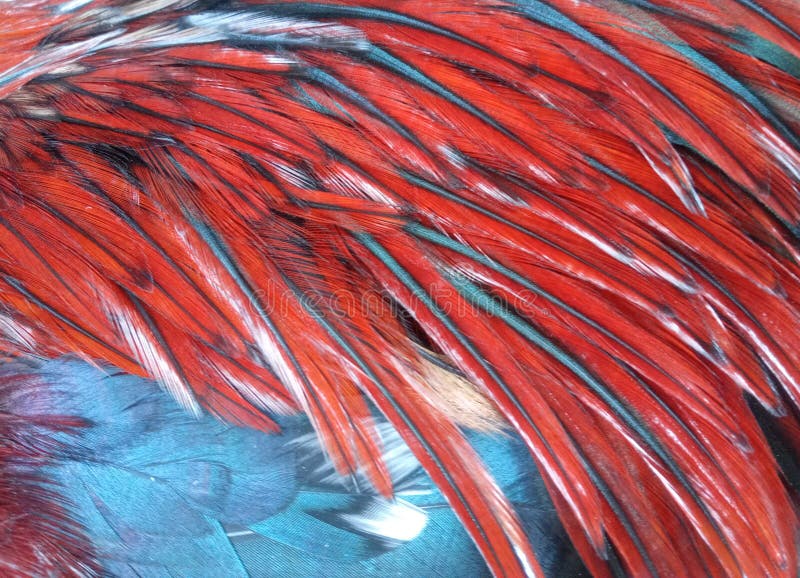 Closeup of Red and Blue Bird Feathers. Red Bird Feather Texture. Close ...