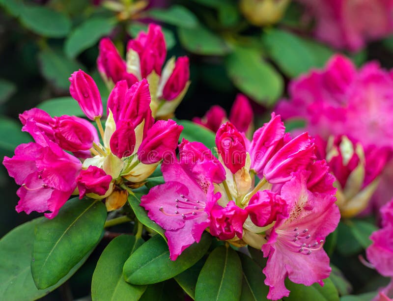 Red Budding and Blooming Rhododendron Shrub from Close Stock Photo ...