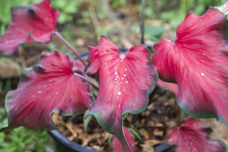 Closeup Red Caladium in the Garden, Selective Focus Stock Photo - Image ...