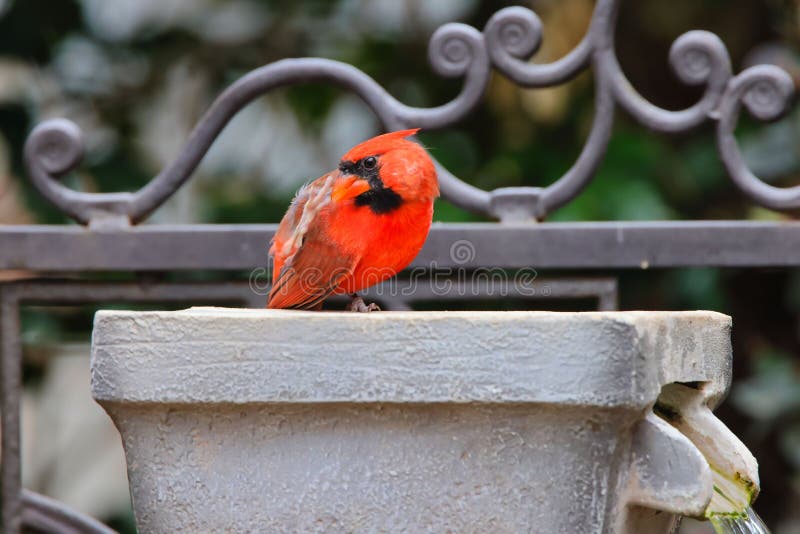 Closeup of a Red Cardinal Bird Perched on the Bench Stock Photo - Image ...