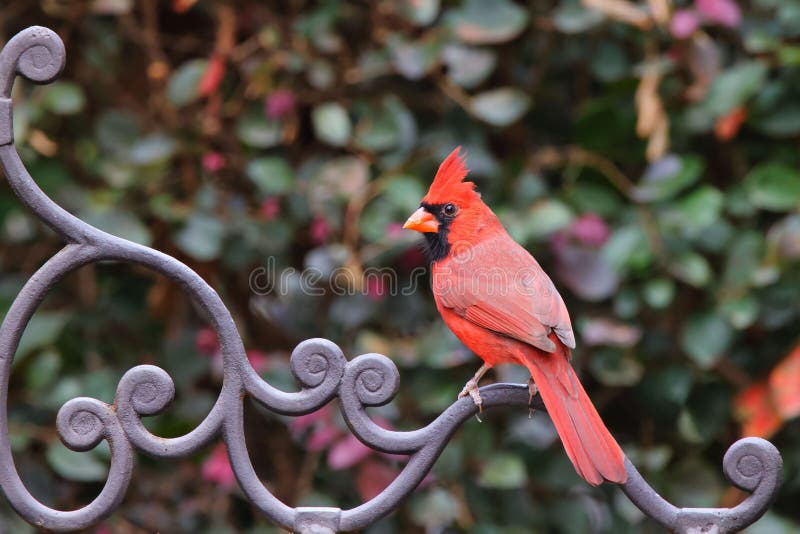 Closeup of a Red Cardinal Bird Perched on the Bench Stock Photo - Image ...