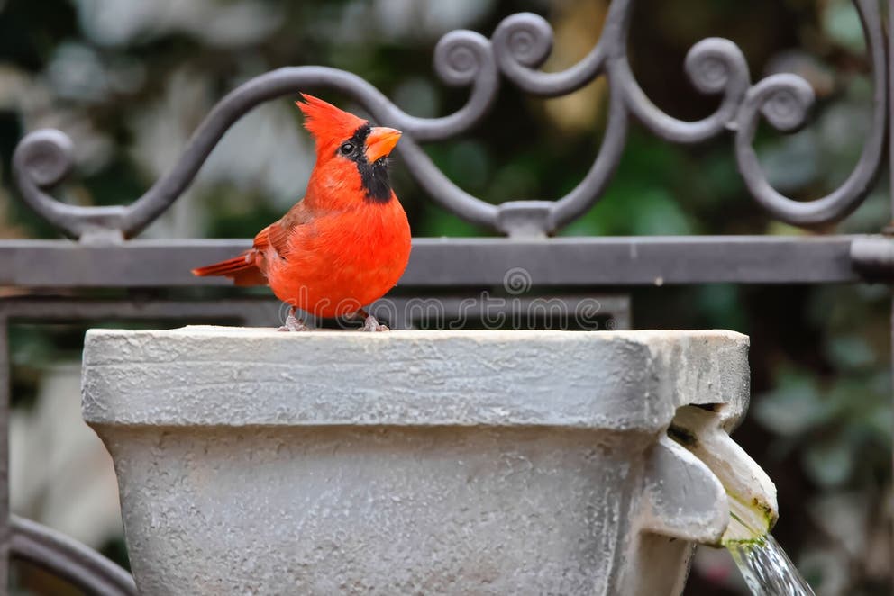 Closeup of a Red Cardinal Bird Perched on the Bench Stock Image - Image ...
