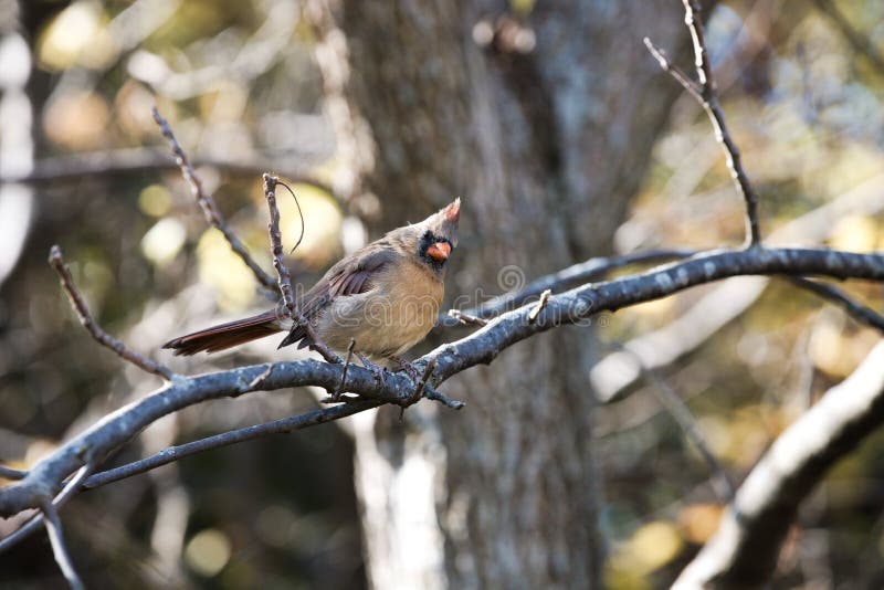 Closeup of Red Cardinal Bird Sitting on a Branch on a Blurred ...