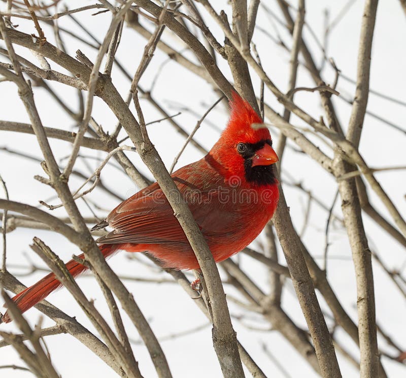 Closeup Red Cardinal Snowy Day Stock Image - Image of wild, snowing ...