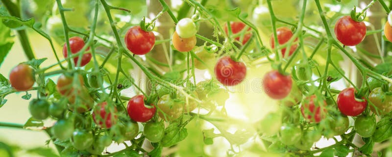 Red Cherry Tomatoes Ripening in a Vegetable Garden in Summer Light ...