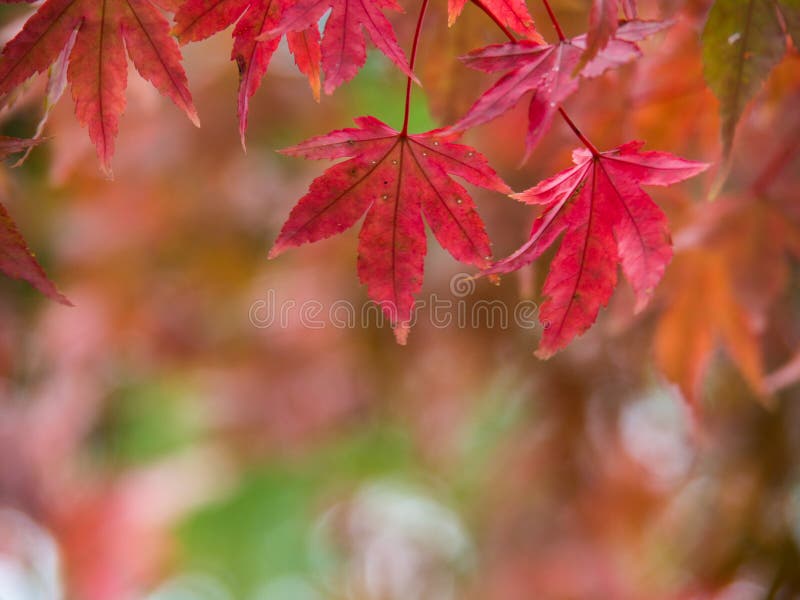 Closeup of Red Color Maple Leaf Stock Image - Image of space, plant ...
