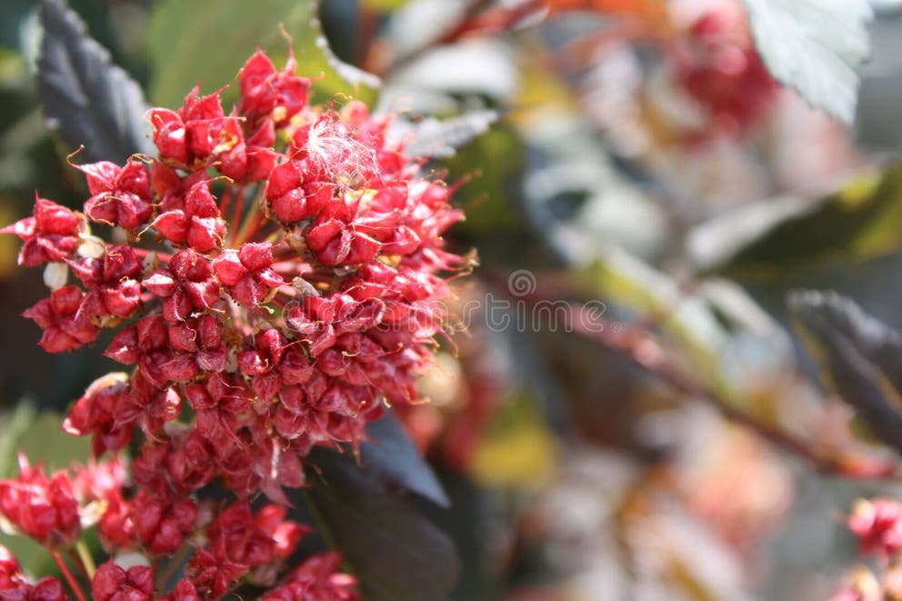 Closeup of a Red Command Ninebark Plant in Sunlight Stock Image - Image ...