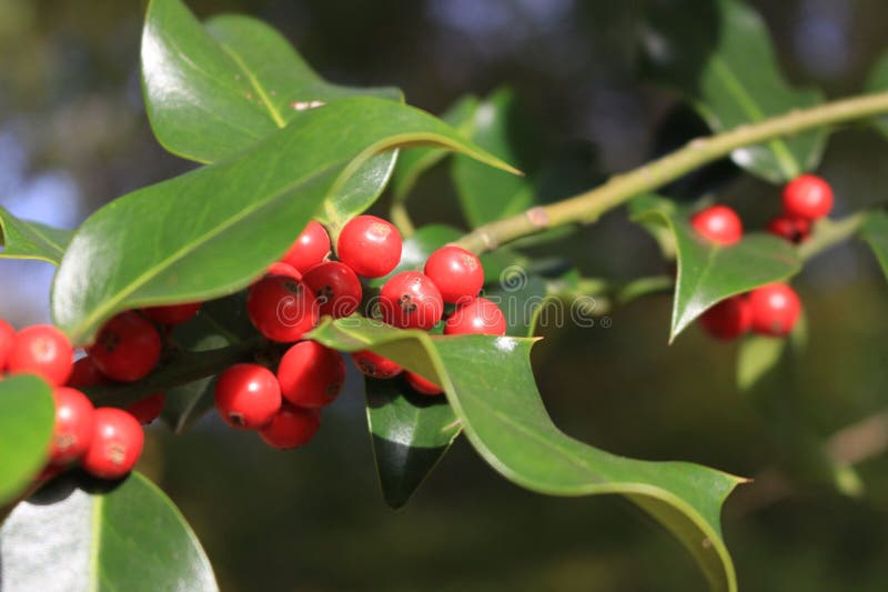 Closeup of Red Common Holly Berries on the Branches in a Forest Setting ...