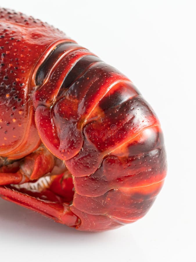 Closeup of Red Crayfish Detail Stock Photo - Image of delicious ...