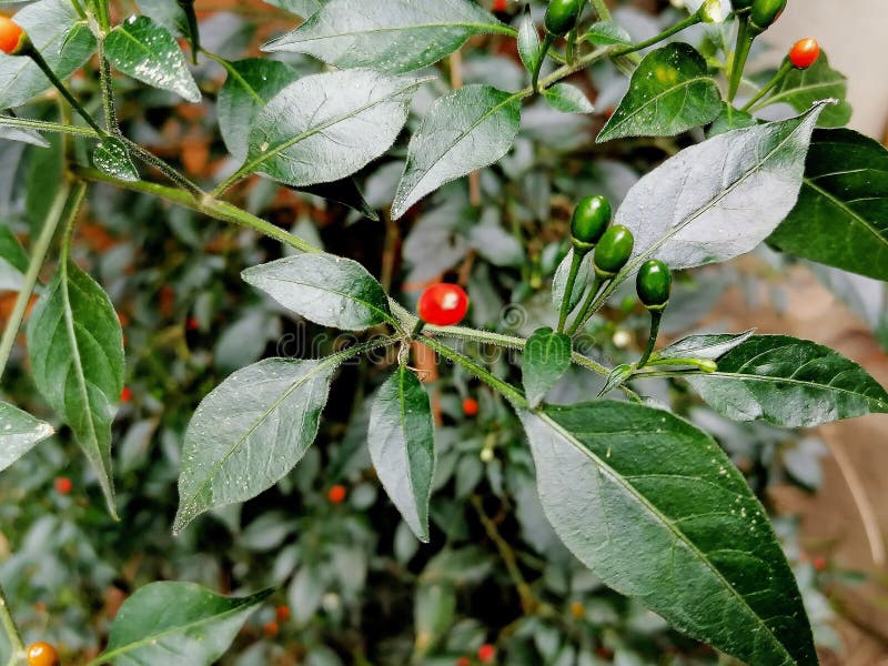 Closeup of Red Deadly Nightshades on a Plant Stock Photo - Image of ...