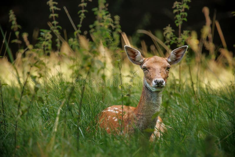Closeup of a Red Deer Animal in a Farmland Stock Photo - Image of grass ...