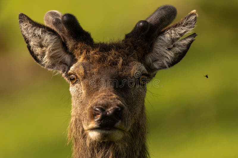 Closeup of Red Deer Stag S Face Staring at the Camera Stock Image ...