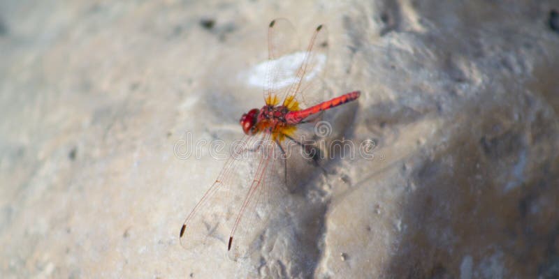Red dragon fly stock photo. Image of summer, wildlife - 121514522