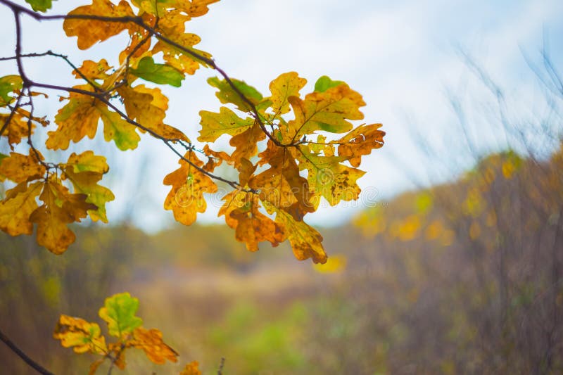 Red Dry Oak Tree Branch in a Forest Stock Image - Image of branch ...