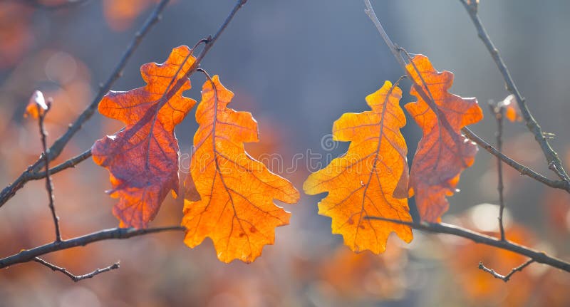 Red Dry Oak Tree Branch on Forest Glade Stock Photo - Image of woods ...