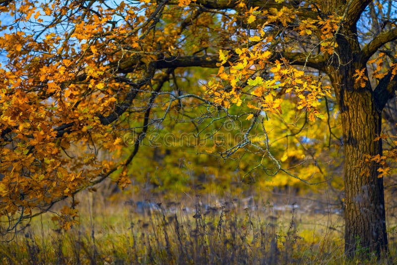 Closeup Red Dry Oak Tree in Forest Stock Image - Image of branch, macro ...
