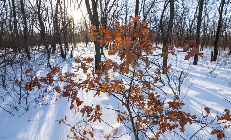 Closeup Red Dry Oak Tree in a Winter Forest Stock Photo - Image of ...