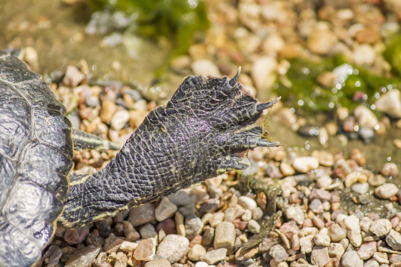 Closeup of Red Eared Slider Turtle Paw Trachemys Scripta Elegans Stock ...