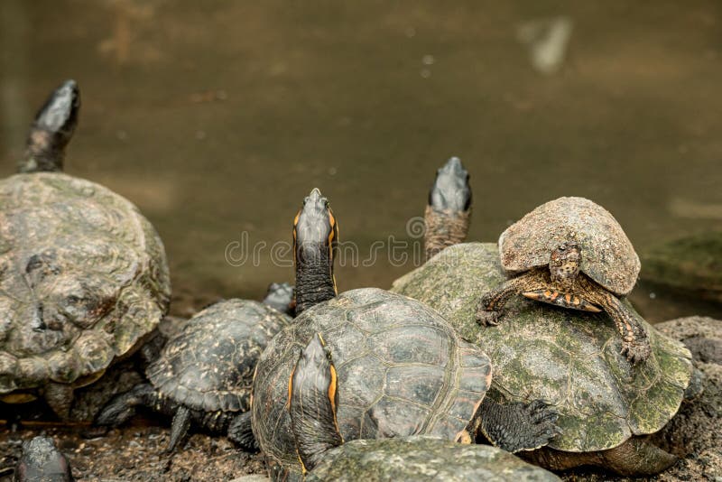Closeup of the Red-eared Terrapins, Trachemys Scripta Elegans on the ...