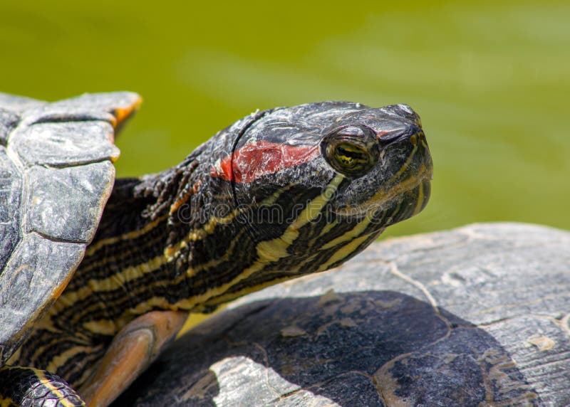 Red-eared Turtle Face Closeup Stock Image - Image of animal, terrapin ...