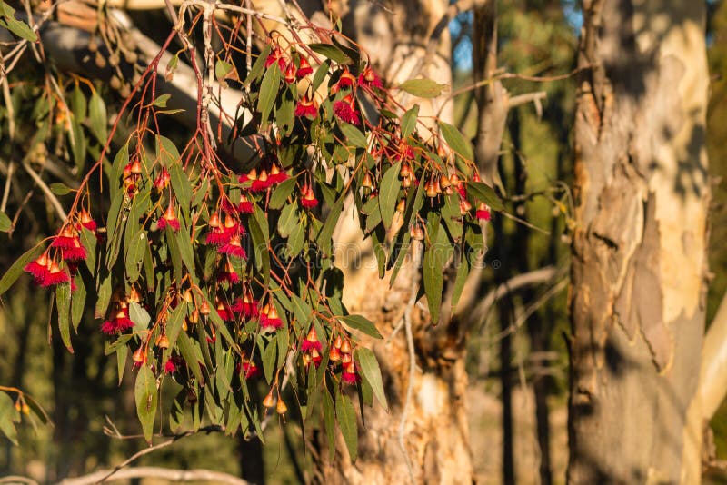 Closeup of Red Eucalyptus Tree Flowers Stock Photo - Image of leaves ...