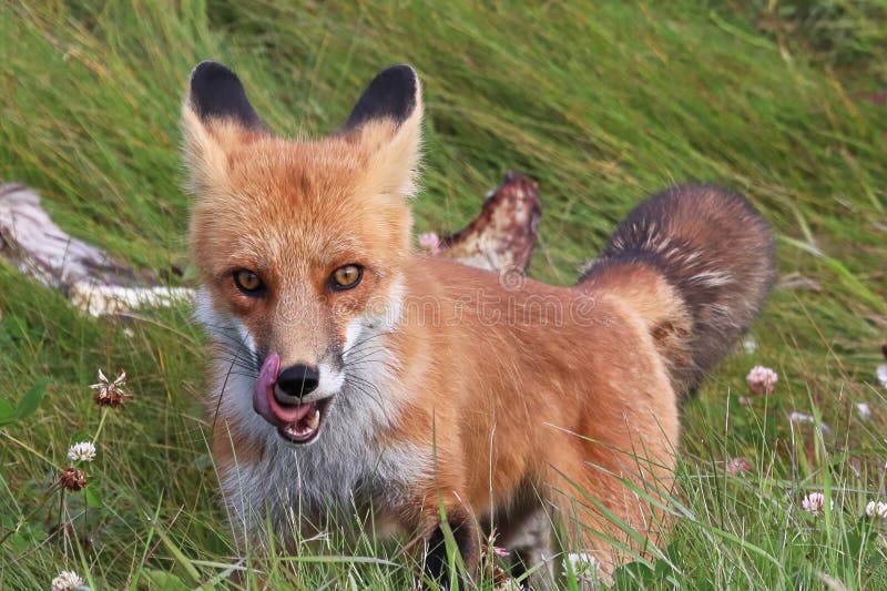 Closeup of a Red Fox Hunting in Grass Stock Photo - Image of carnivore ...