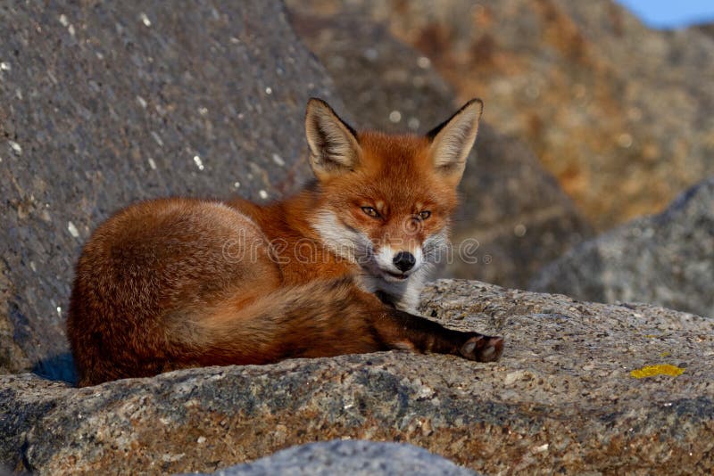 A Closeup Red Fox on a Rock Stock Image - Image of nest, park: 209414085