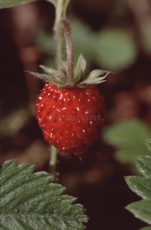 Closeup of the Red Fruit of the Fragaria Vesca or Wild Strawberry Stock ...