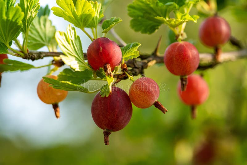 Closeup of Red Gooseberries Growing on the Tree Stock Image - Image of ...