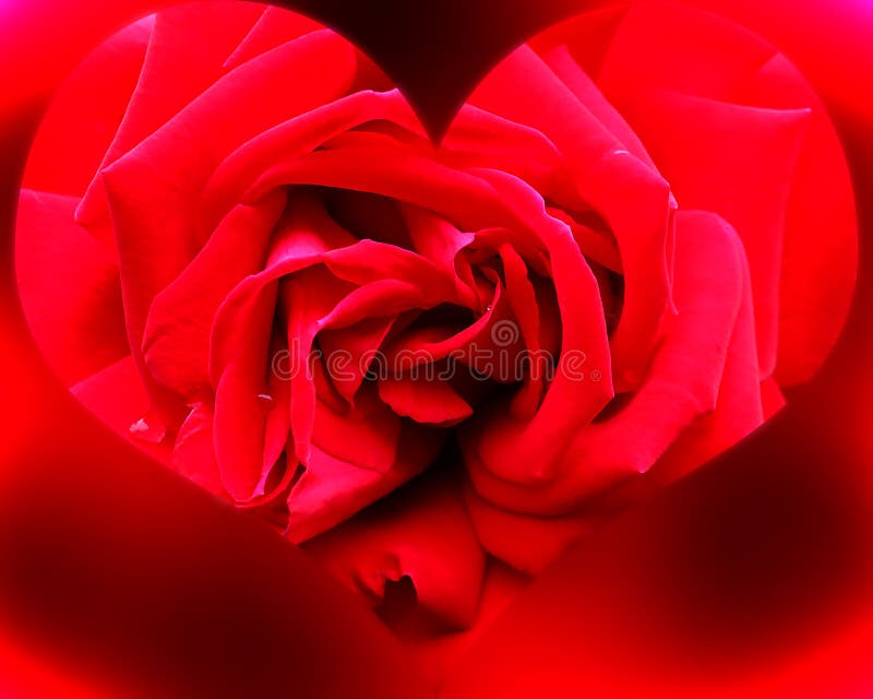 Red Valentine Heart Shaped Rose. Stock Image - Image of flower, rose ...