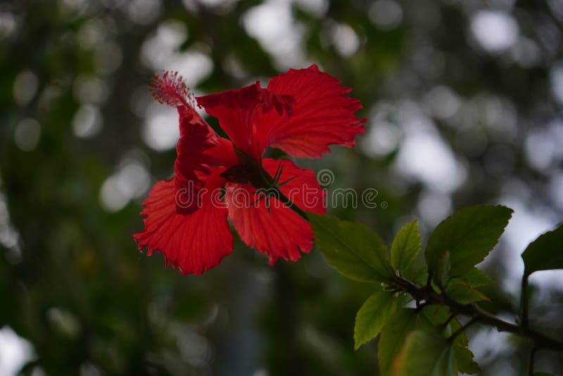 A Closeup of Red Hibiscus Petals and Leaves Stock Photo - Image of ...