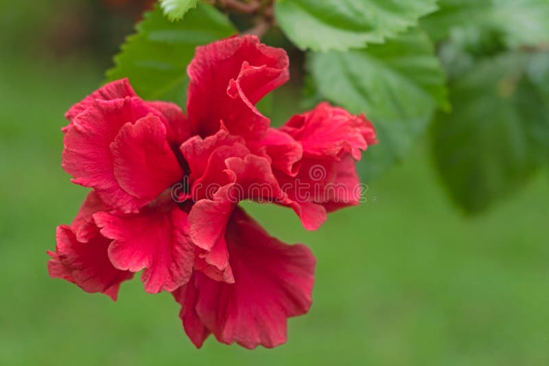 Closeup of Red Hibiscus Rosa-sinensis Growing on a Tree Stock Photo ...