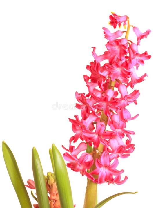 Closeup of red hyacinth stock photo. Image of closeup - 13823434