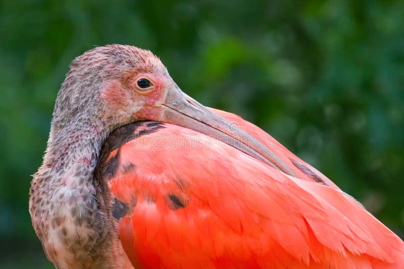 Closeup of an Ibis stock image. Image of everglades, closeup - 20929047
