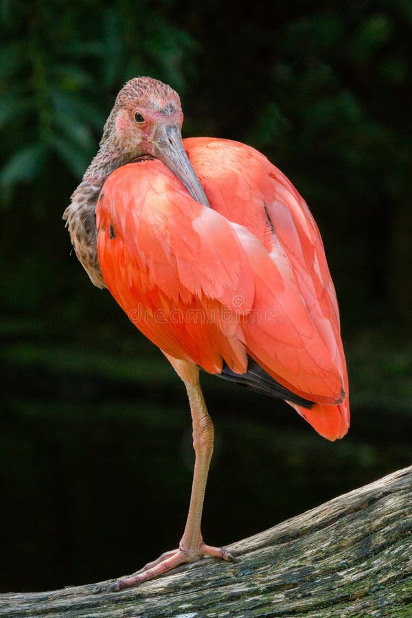 Closeup of an Ibis stock image. Image of everglades, closeup - 20929047