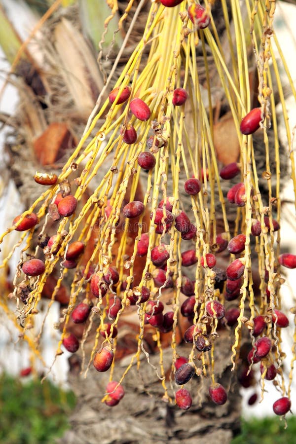 Closeup of red kimri dates stock image. Image of cluster - 25749721