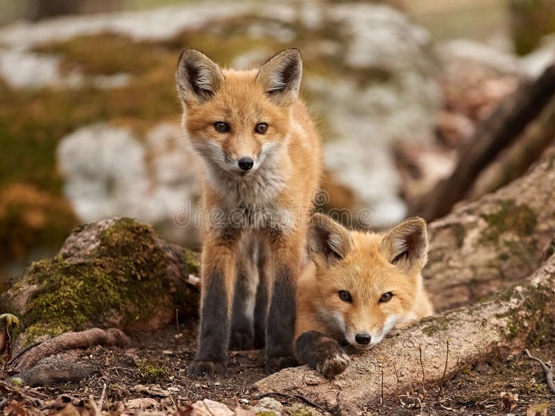 Closeup of Red Kit Foxes Sitting on Roots of a Tree Covered with Moss ...