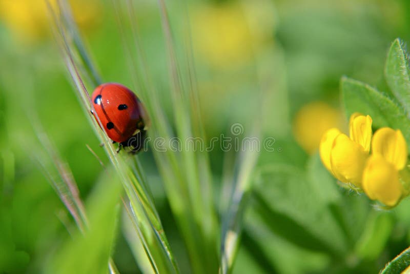 Closeup of Red Ladybug on a Grass Leaf Stock Photo - Image of foliage ...