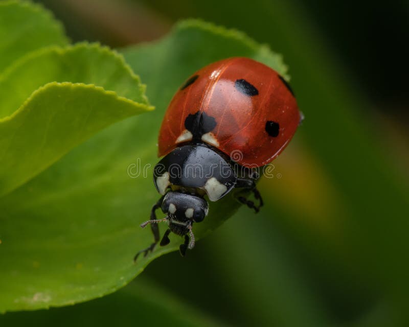 Closeup of a Red Ladybug on a Green Leaf Stock Image - Image of garden ...