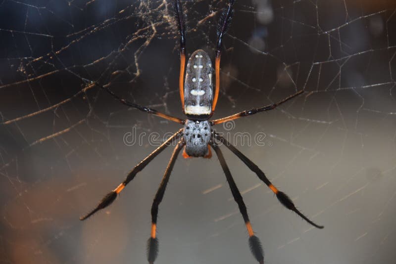 Closeup of a Red-legged Nephila Spider on a Web in a Forest Stock Photo ...