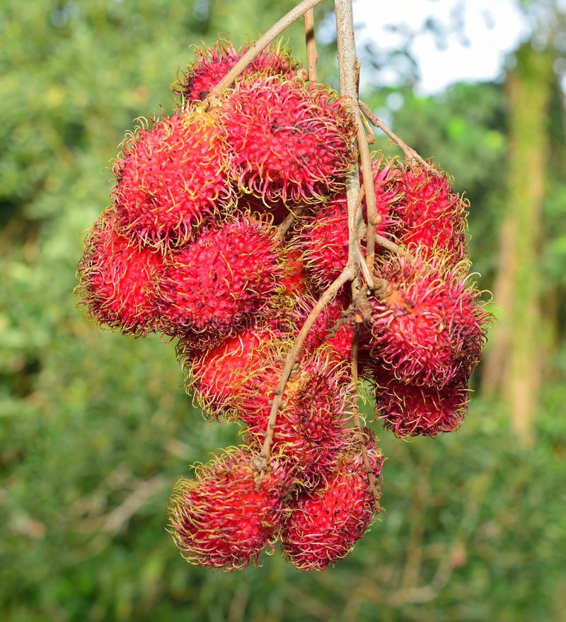 Closeup of Red Lychees Growing in the Wild in Hawaii Stock Image ...