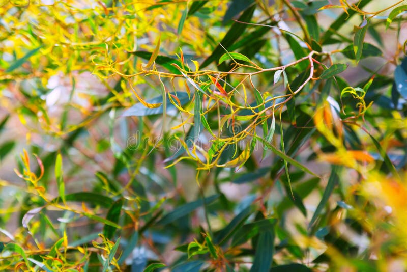 Closeup of Red Mallee Leaves Stock Photo - Image of flower, eucalypt ...