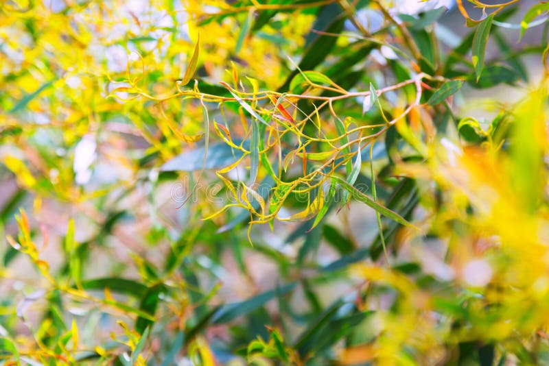 Closeup of Red Mallee Plant in Spring Stock Image - Image of plant ...