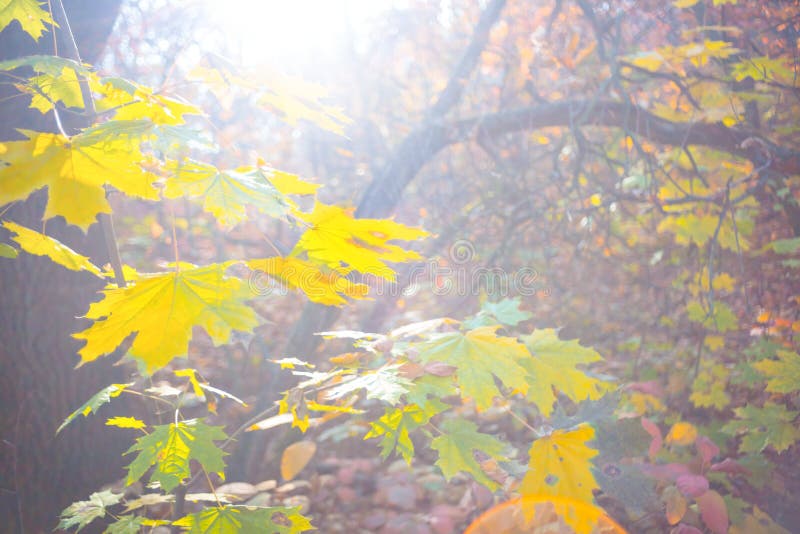 Closeup Red Maple Tree Branch in a Sunlight Stock Image - Image of bush ...