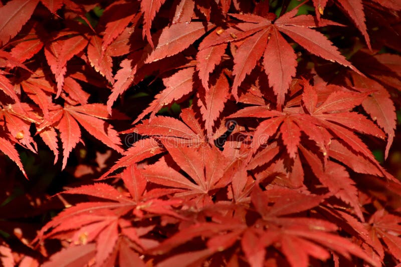 Closeup of the Red Maple Tree Leaves Stock Image - Image of nature ...
