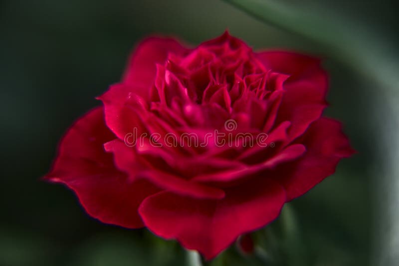 Closeup of a Red Miniature Rose Stock Photo - Image of flora, nature ...