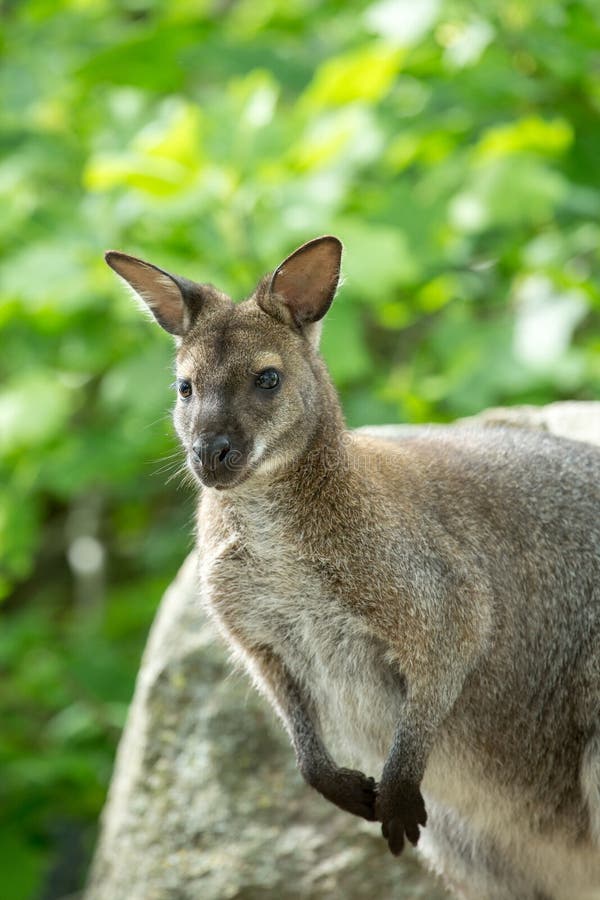 Closeup of a Red-necked Wallaby (Macropus Rufogriseus) Stock Image ...