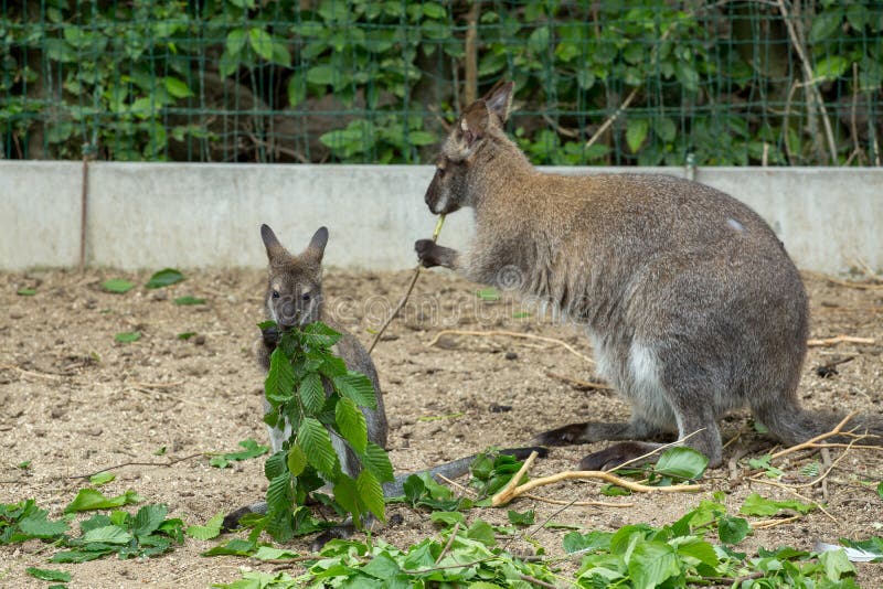 Closeup of a Red-necked Wallaby (Macropus Rufogriseus) Stock Image ...